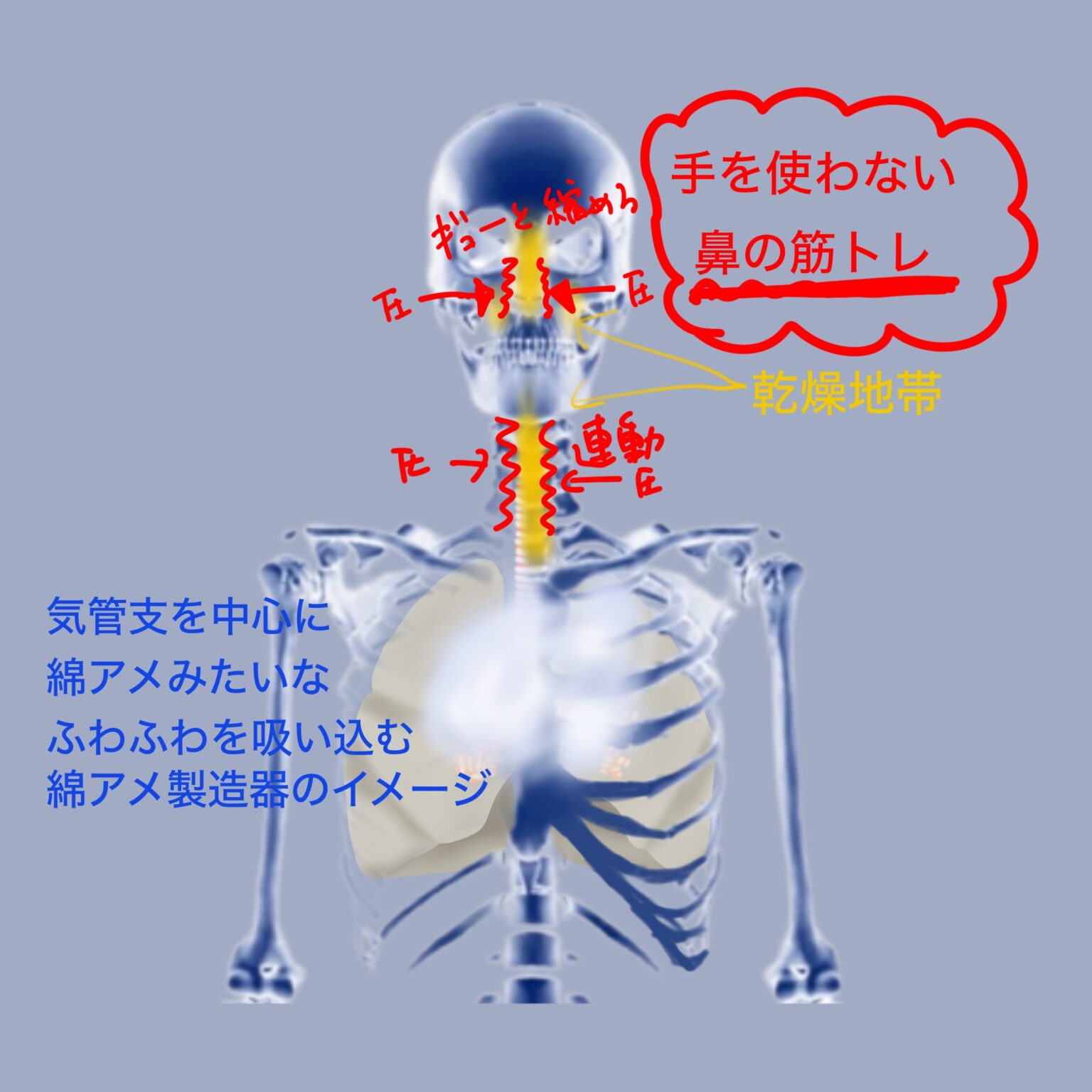 あなたの気管支の世界（細胞の動き）をメールでお伝えの事例 – IBOK Japan – Official Blog